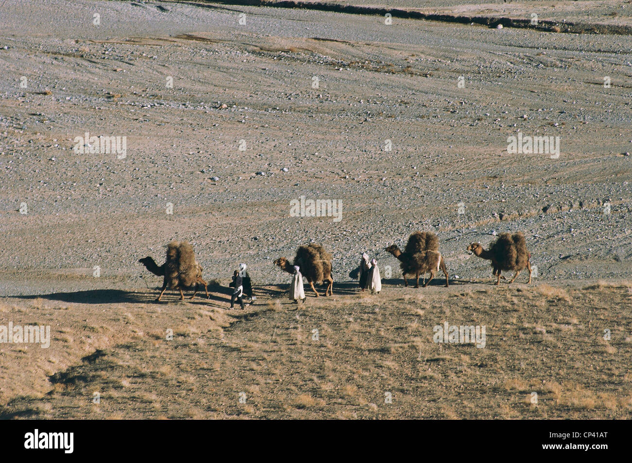 Afghanistan caravan camels hi-res stock photography and images - Alamy