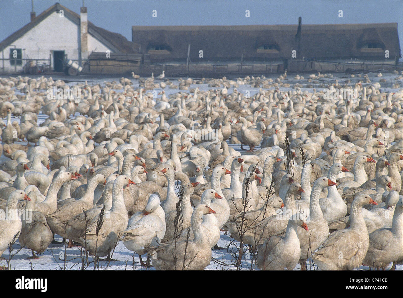 HUNGARY Hortobagy Puszta BREEDING GEESE Stock Photo - Alamy