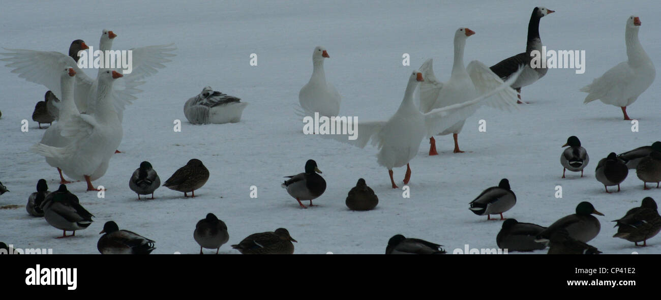 geese and ducks Stock Photo - Alamy
