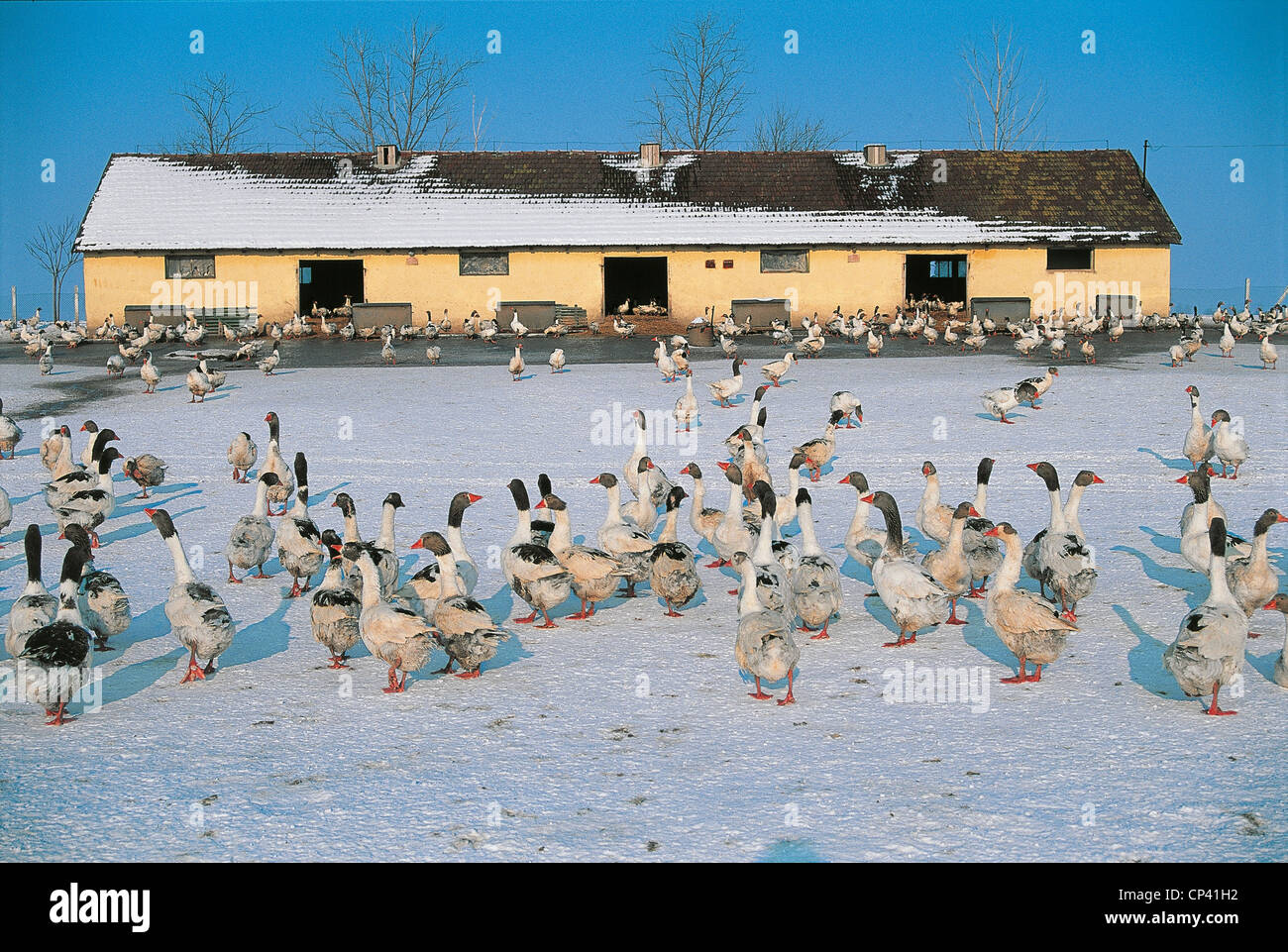 Bugac puszta hi-res stock photography and images - Alamy