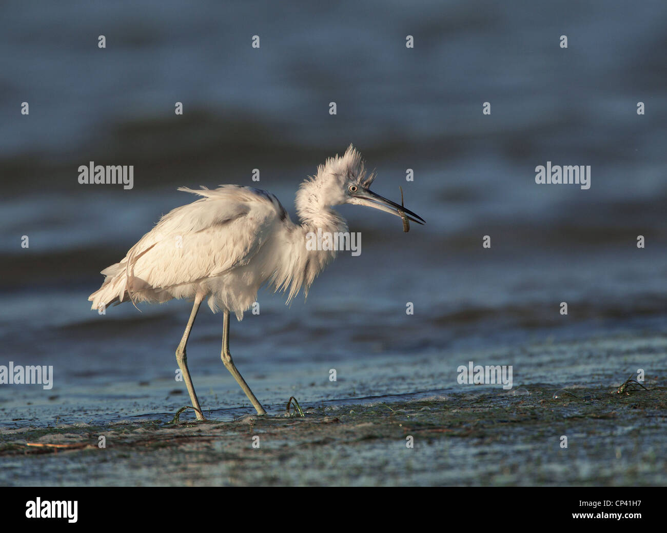 A Little Blue heron, immature Stock Photo - Alamy