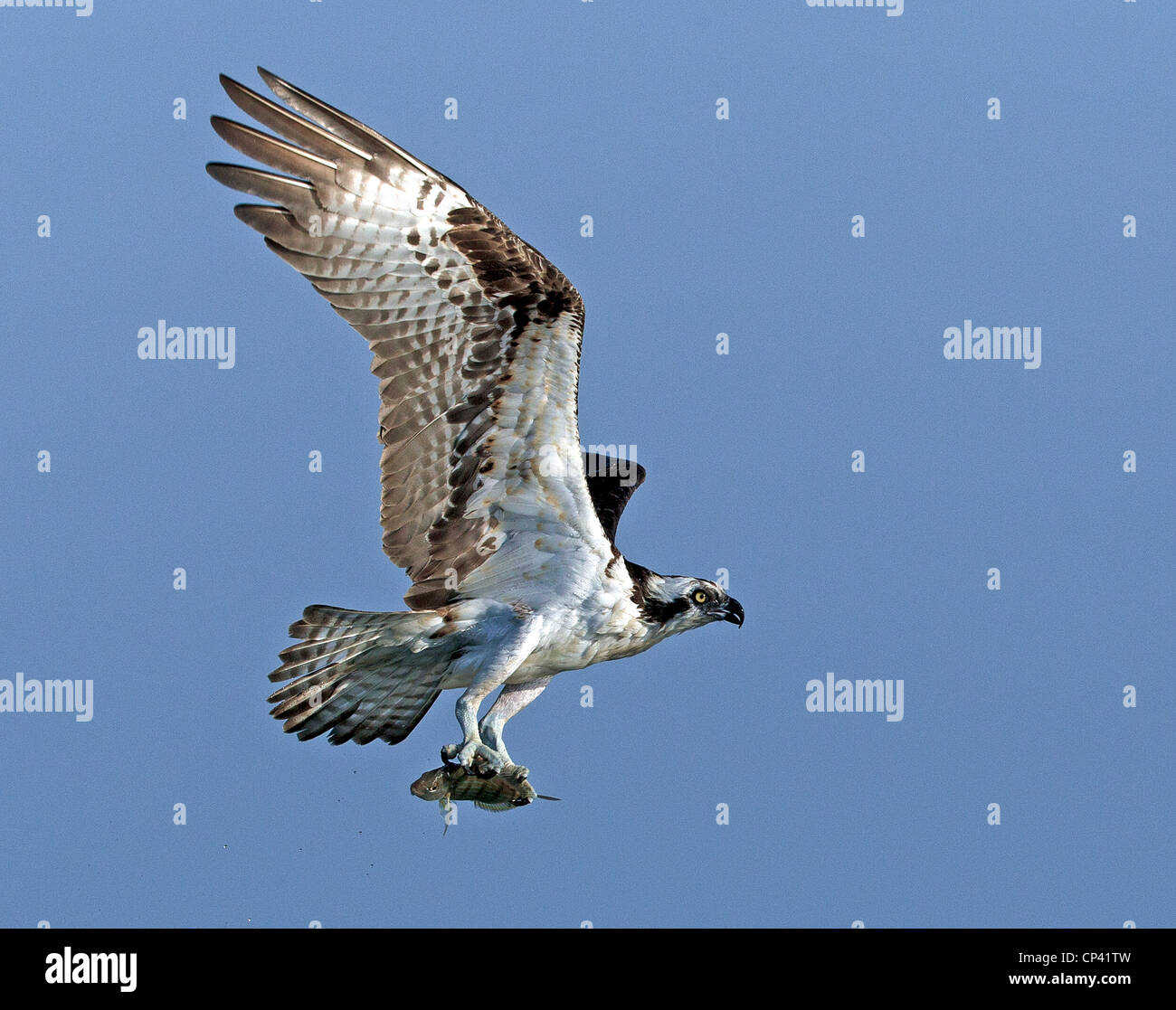 Osprey flying along with fish Stock Photo - Alamy