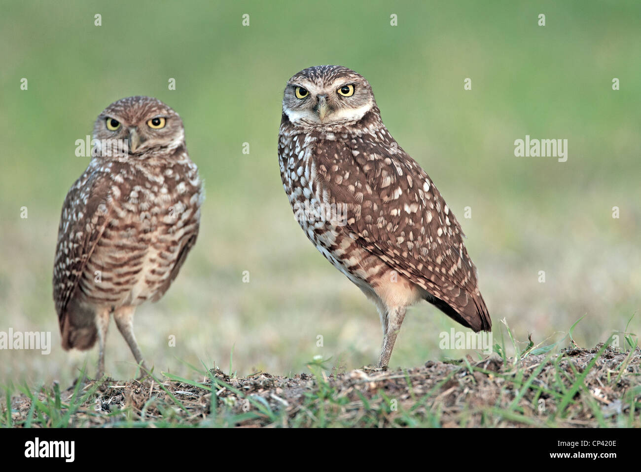 Pair of Burrowing owls Stock Photo - Alamy
