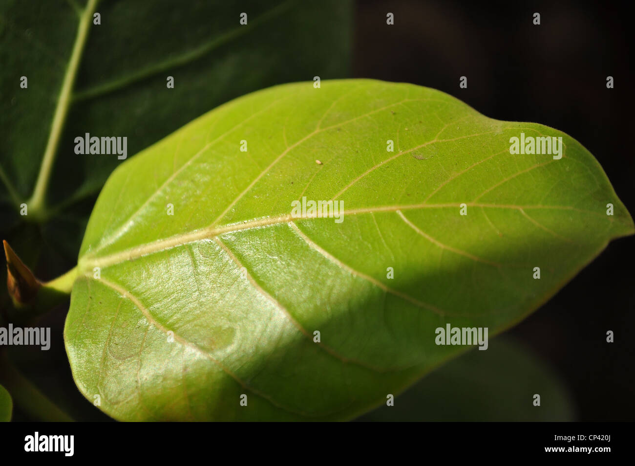 Light on Banyan tree tender leaf Stock Photo - Alamy