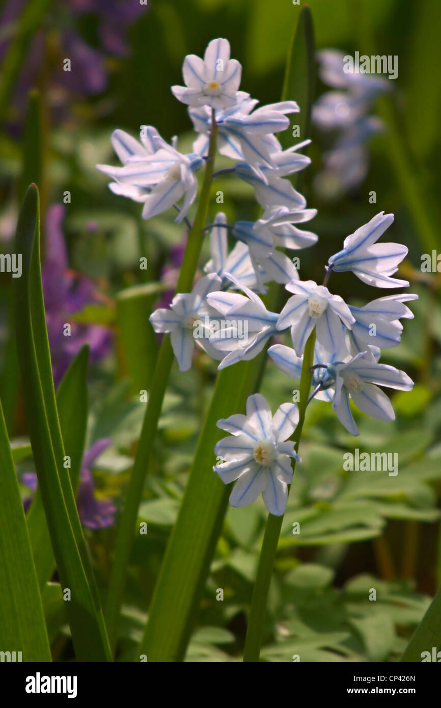 Puschkinia hi-res stock photography and images - Alamy