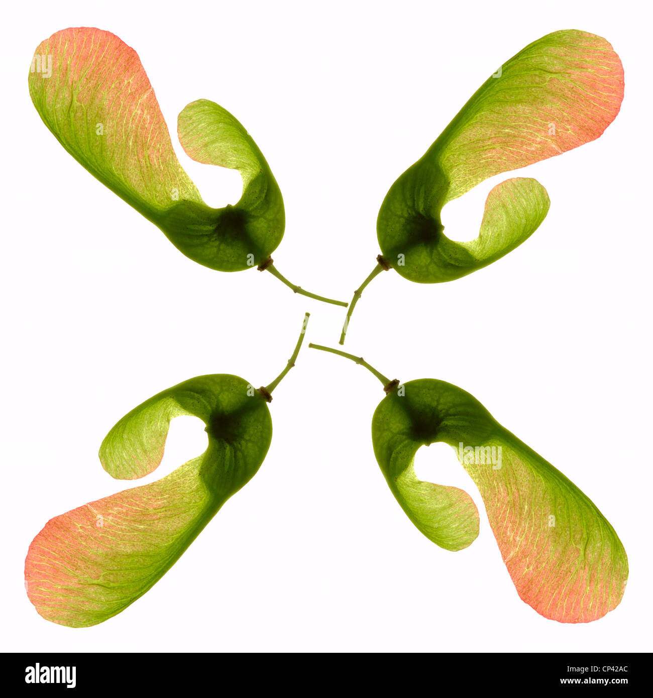 Samara seed ornament Stock Photo - Alamy