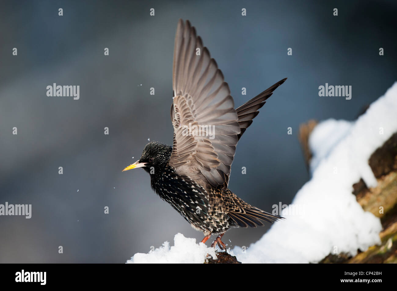 Shaking off snow hi-res stock photography and images - Alamy