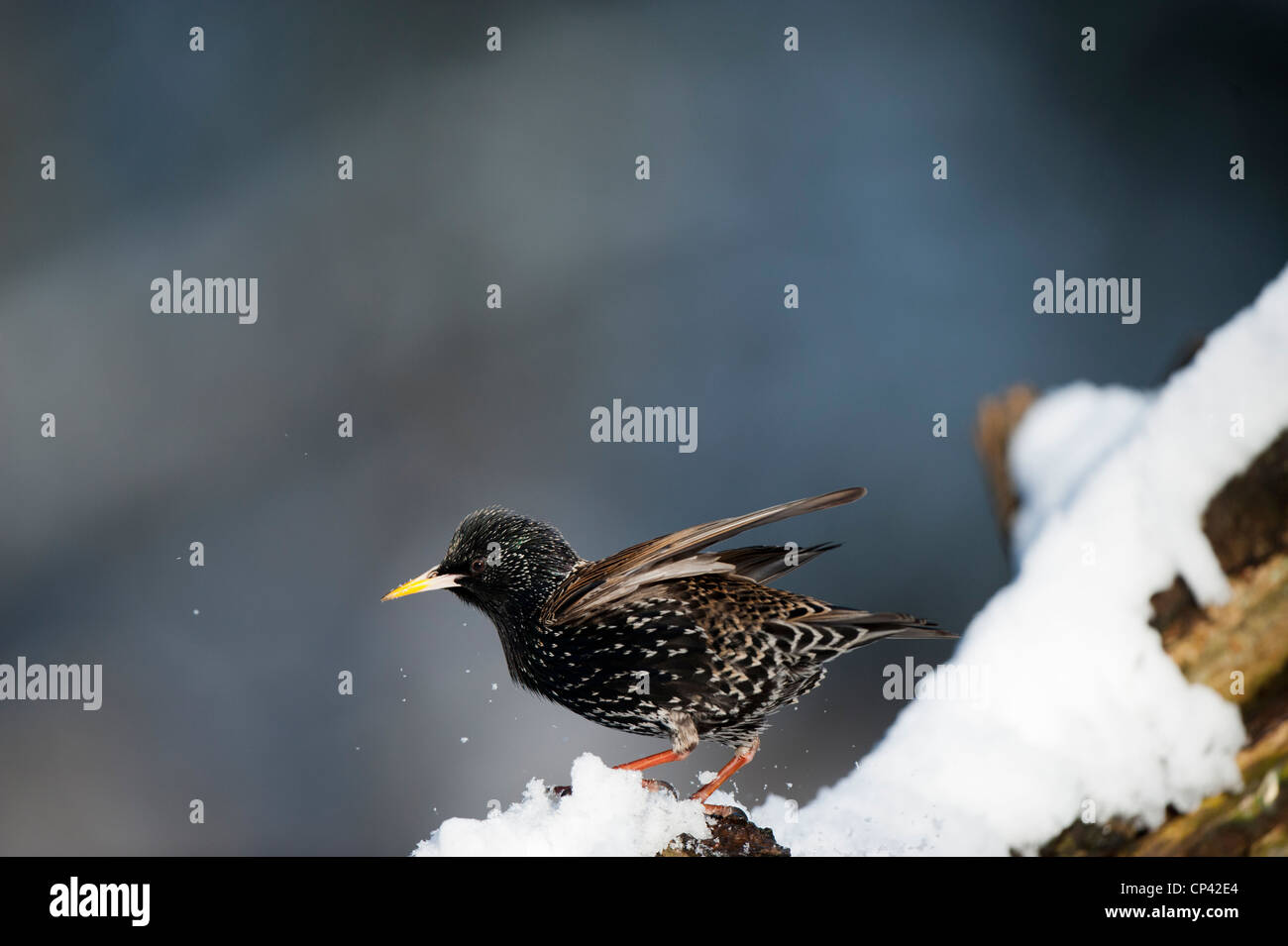 Shaking off snow hi-res stock photography and images - Alamy