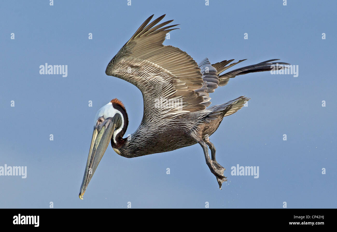 Pelican flying dive diving hi-res stock photography and images - Alamy