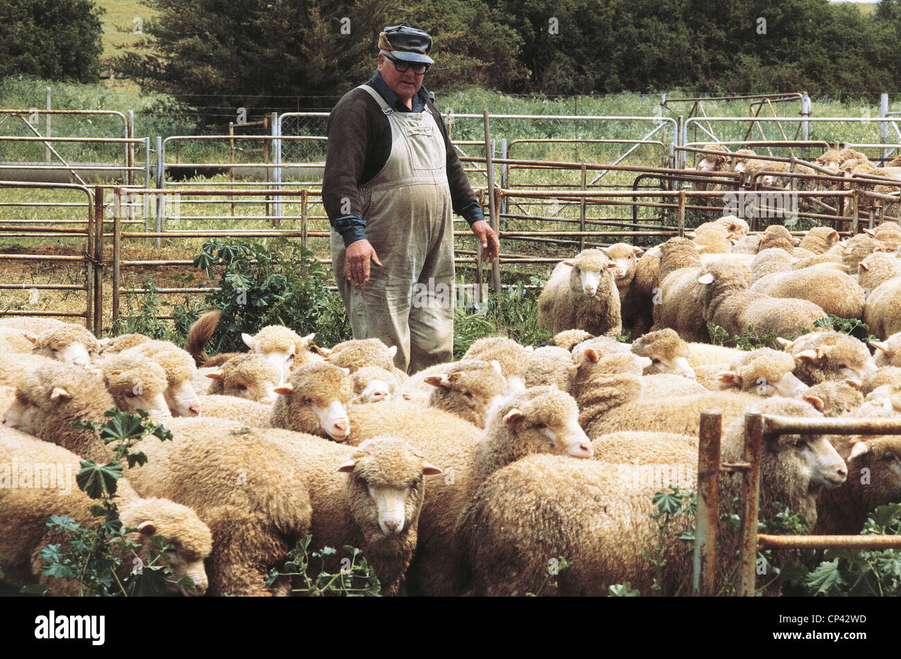 Burra south australia sheep hi-res stock photography and images - Alamy