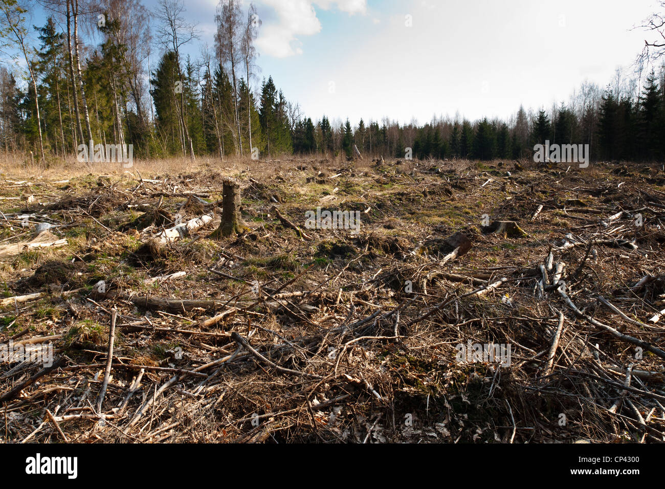 Cutted woods hi-res stock photography and images - Alamy
