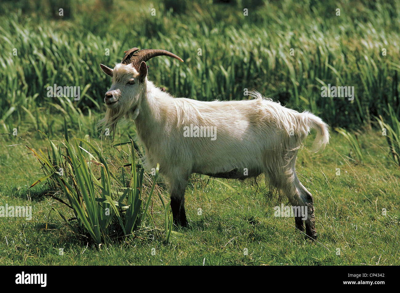 Ireland - Kerry, goat Stock Photo - Alamy