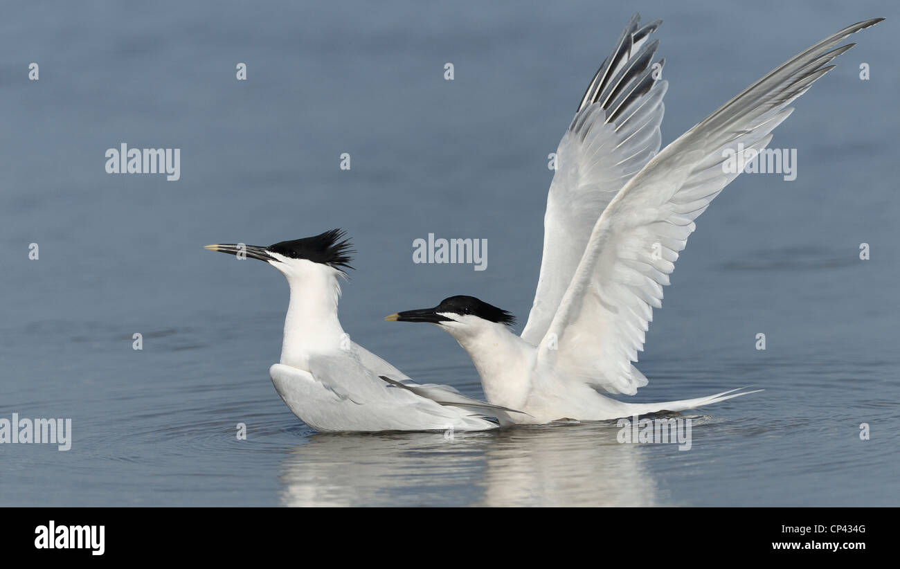 Pair of Sandwich Terns mating, East Beach, Fort de Soto Stock Photo - Alamy