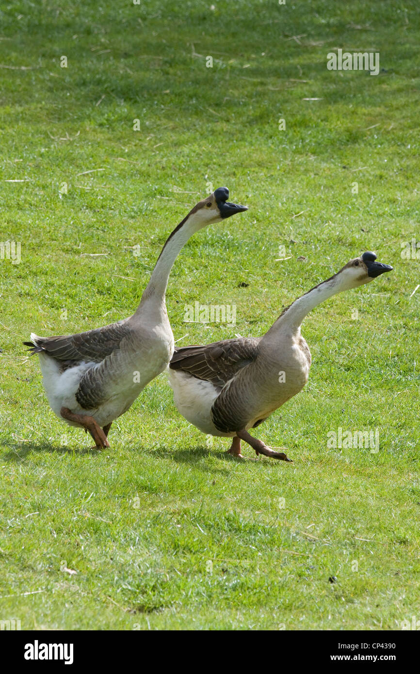 Grey legged geese hi-res stock photography and images - Alamy