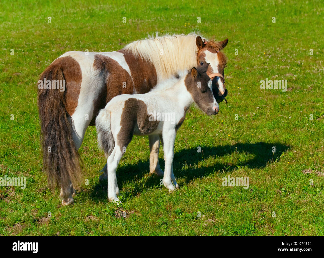 Pony mare hi-res stock photography and images - Alamy