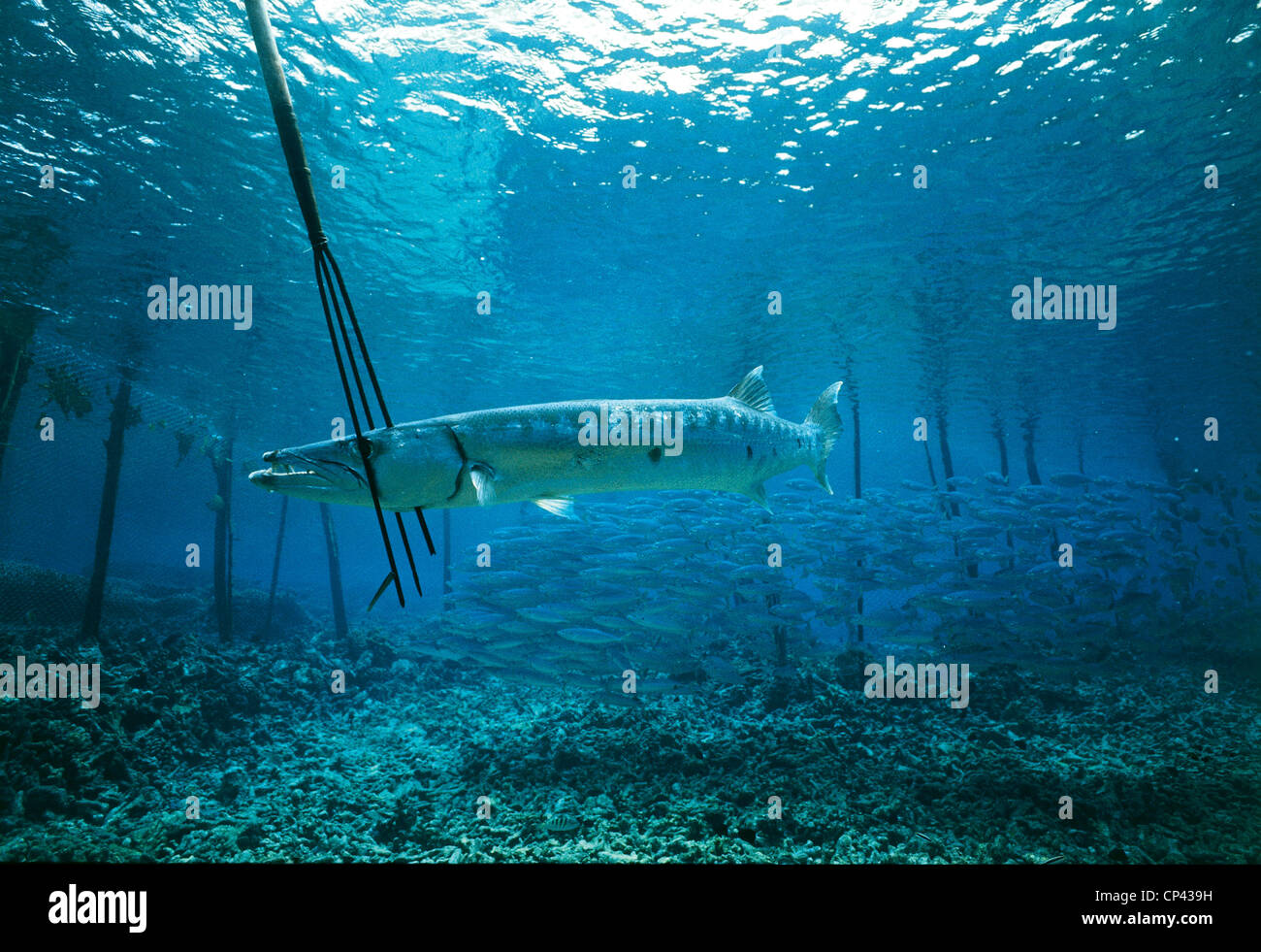 FRENCH POLYNESIA Tuamotu Islands fish stocks BARRACUDA Stock Photo - Alamy