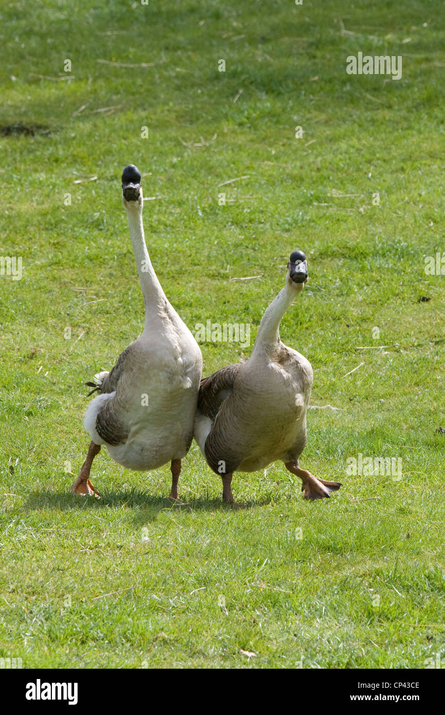 Anserini African Goose In a Meadow Stock Photo - Alamy