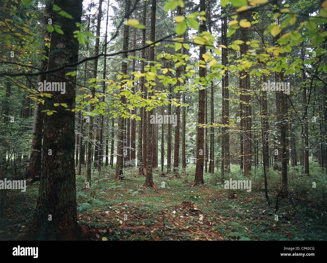 Tambre hi-res stock photography and images - Alamy