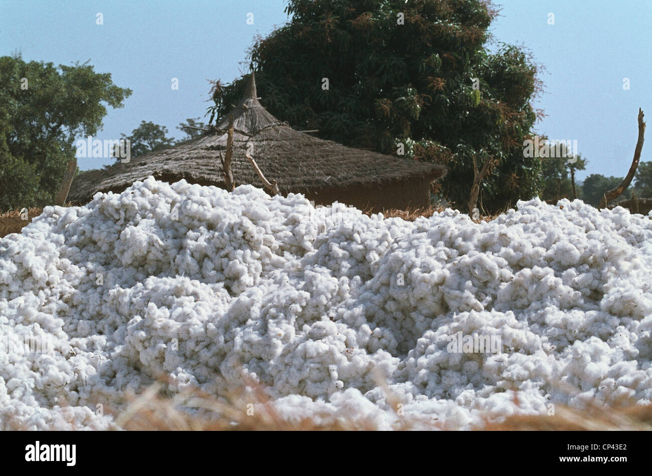 Mali cotton hi-res stock photography and images - Alamy
