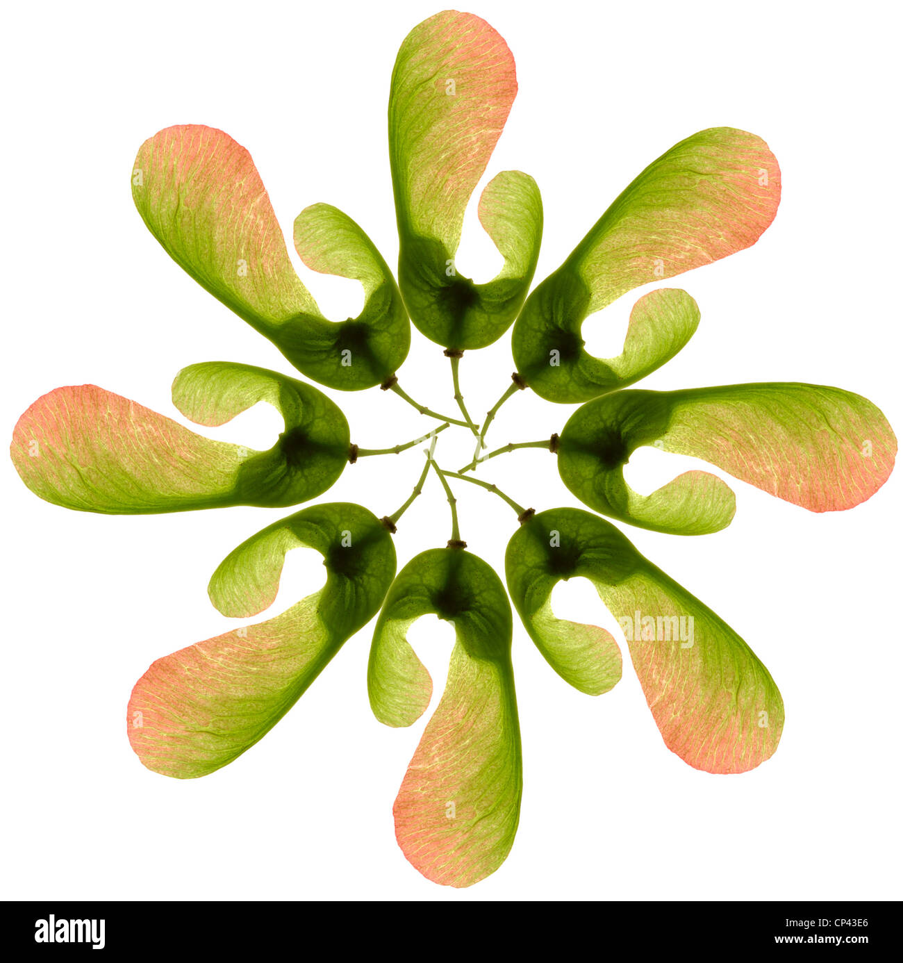 Samara seed hi-res stock photography and images - Alamy