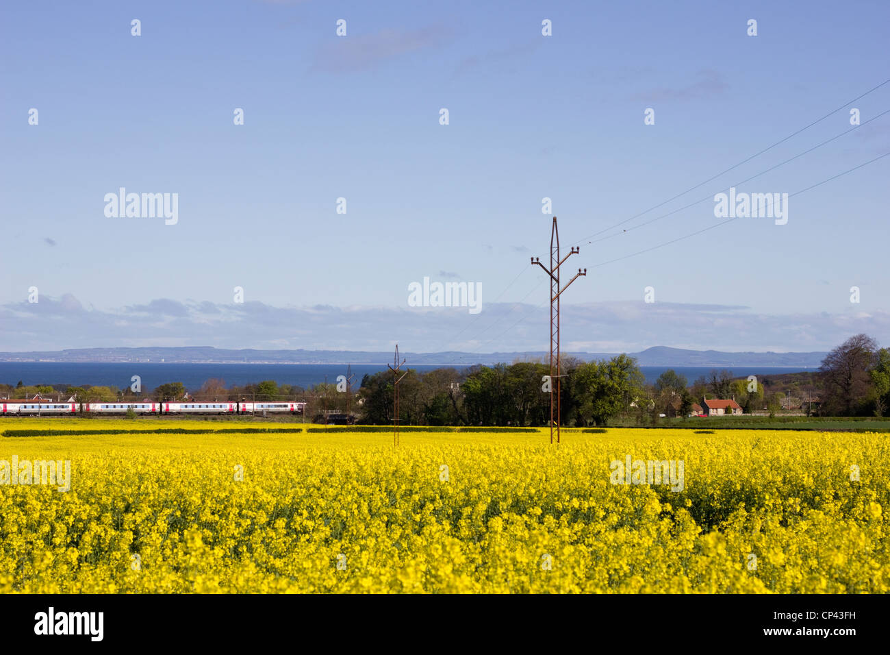 Electric power lines in canola field, with high speed train in the ...