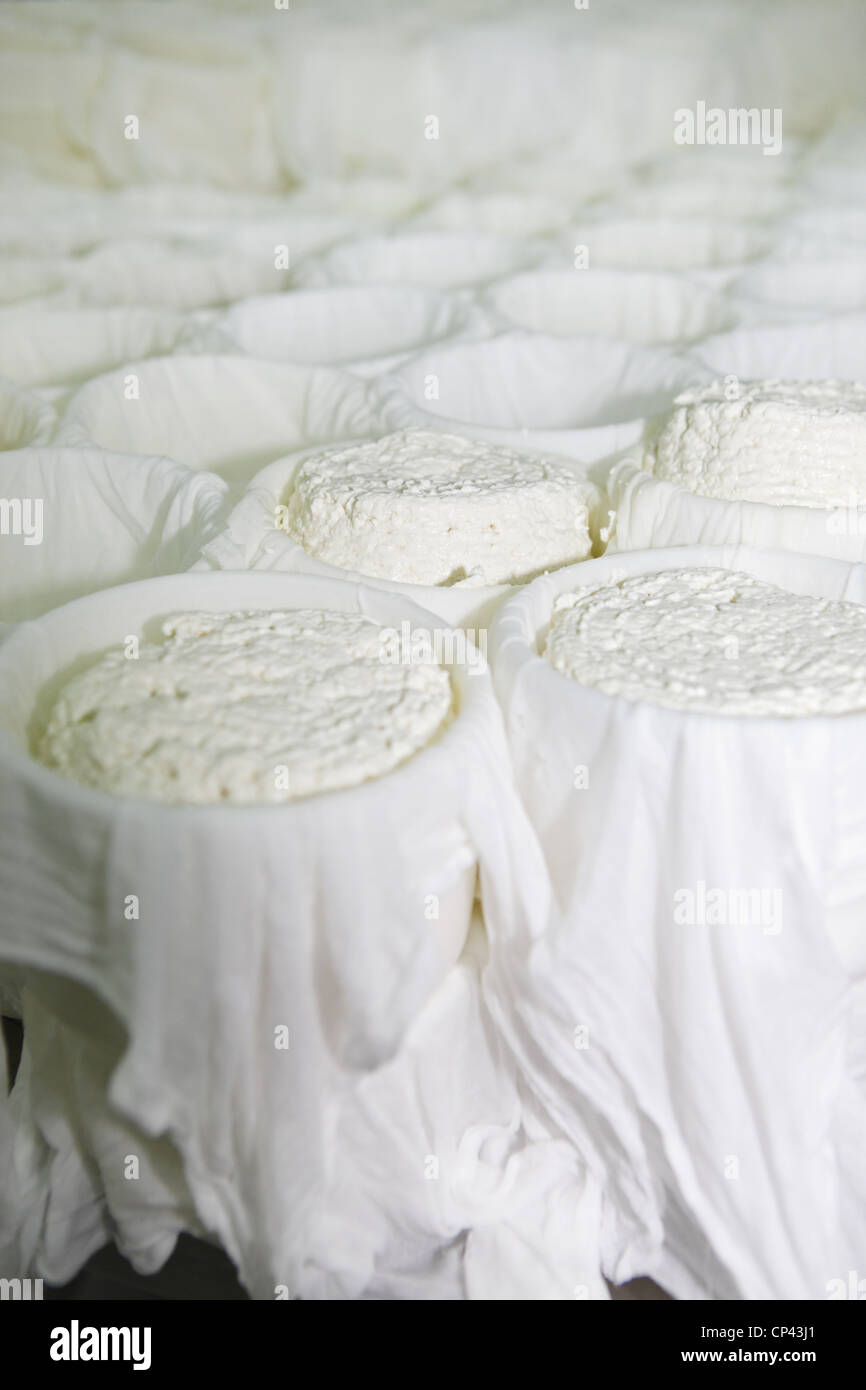 Torta del Casar, sheep's cheese being made at Pastoralia factory in ...