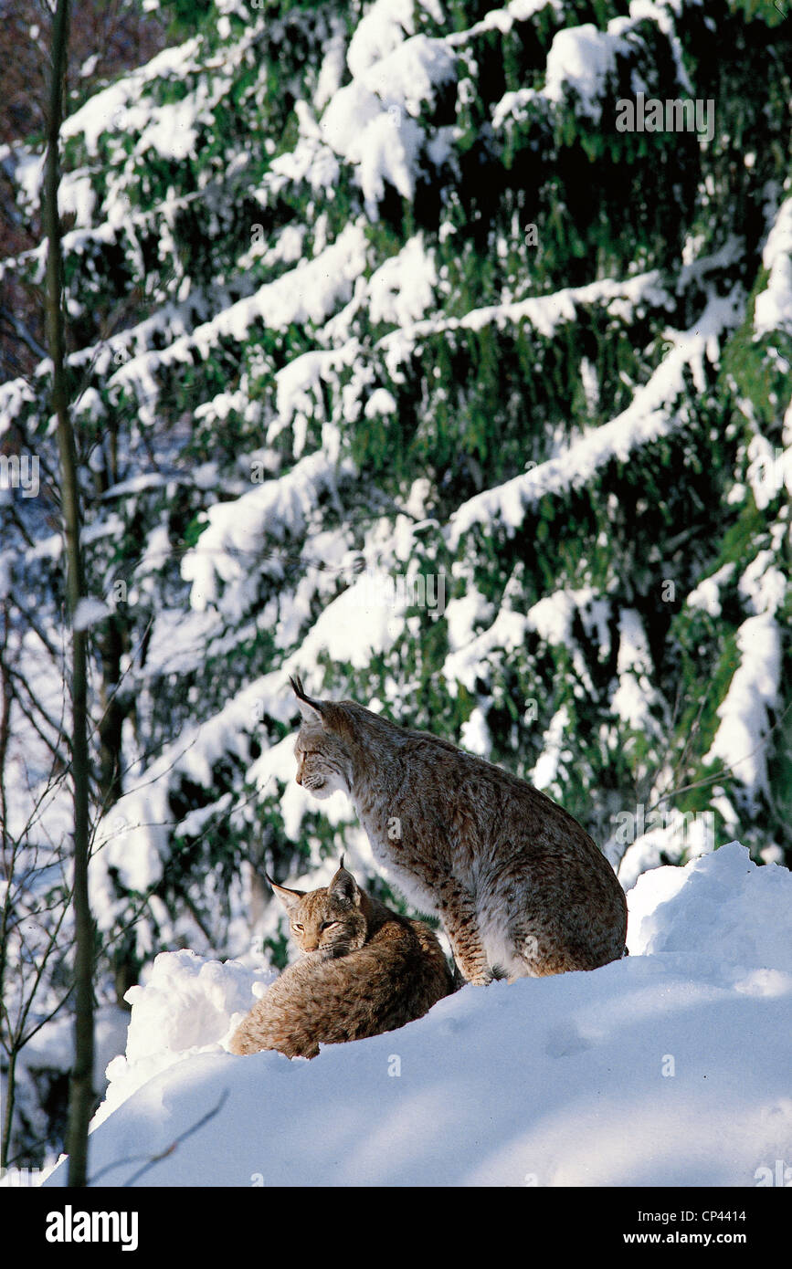 VALLE D'AOSTA the alpine fauna European lynx Stock Photo - Alamy
