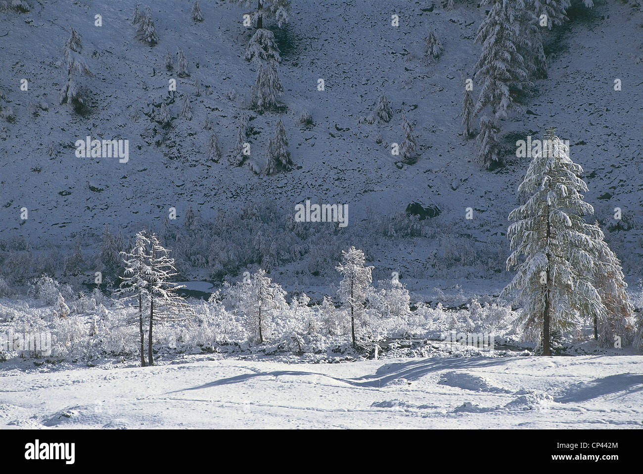 Valle d'Aosta - Val di Rhemes, snowy larch Stock Photo - Alamy