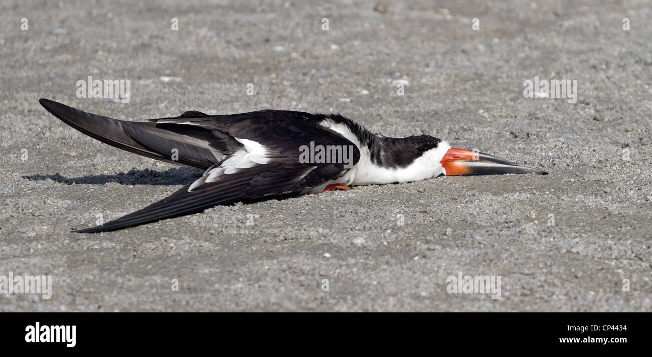 Black Skimmer resting on beach at Fort de Soto Stock Photo - Alamy