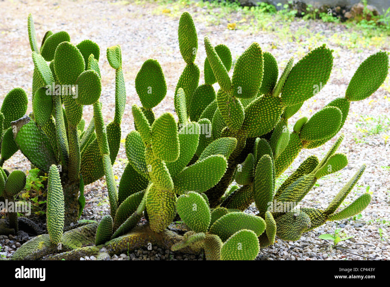 Cactus in the Desert Stock Photo - Alamy