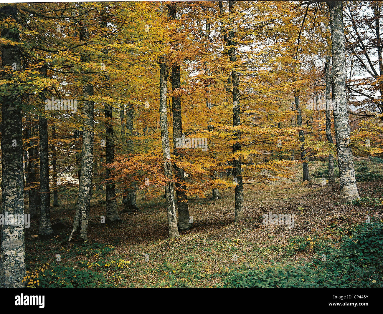 Faggeta fagus sylvatica hi-res stock photography and images - Alamy