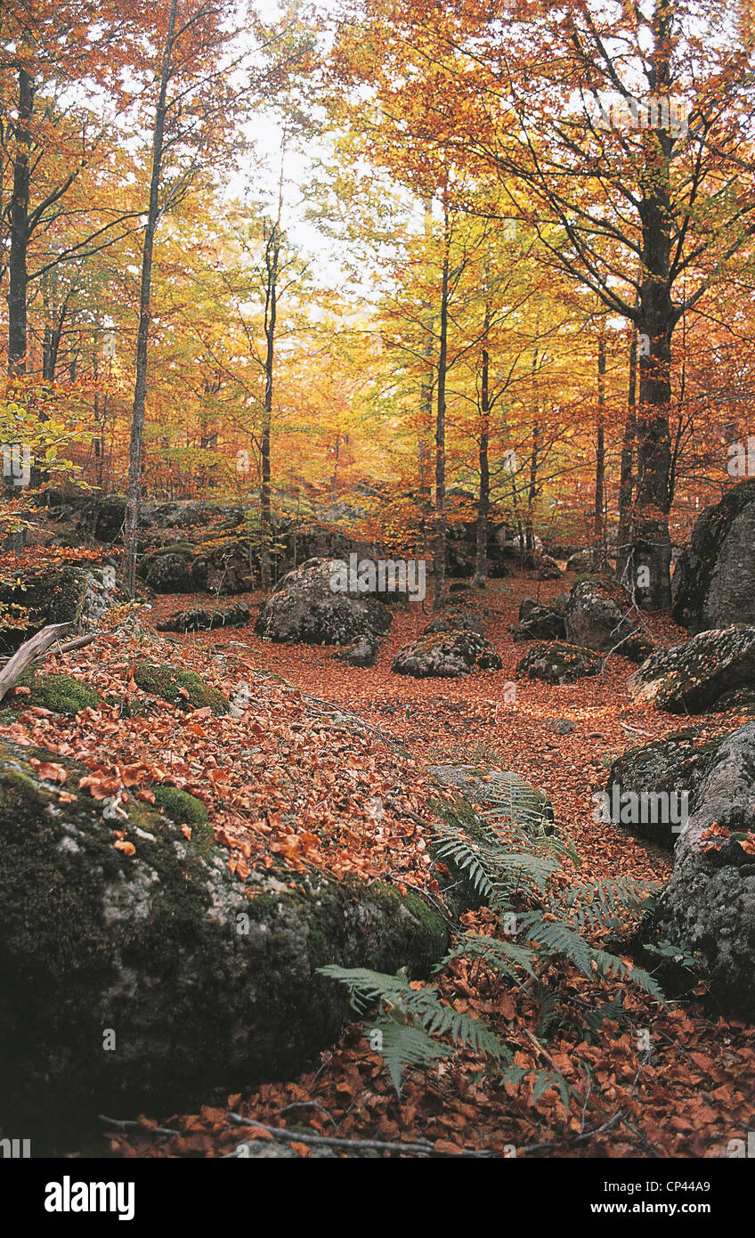 Tuscany Amiata Monte Forest Stock Photo - Alamy