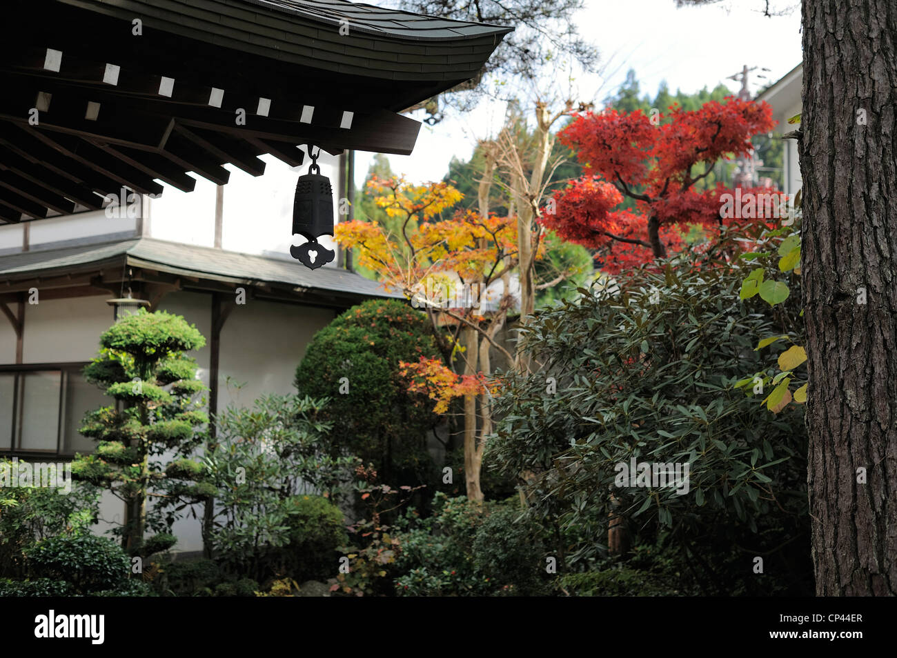 Japanese house roof and autumn maple trees, Japan Stock Photo - Alamy