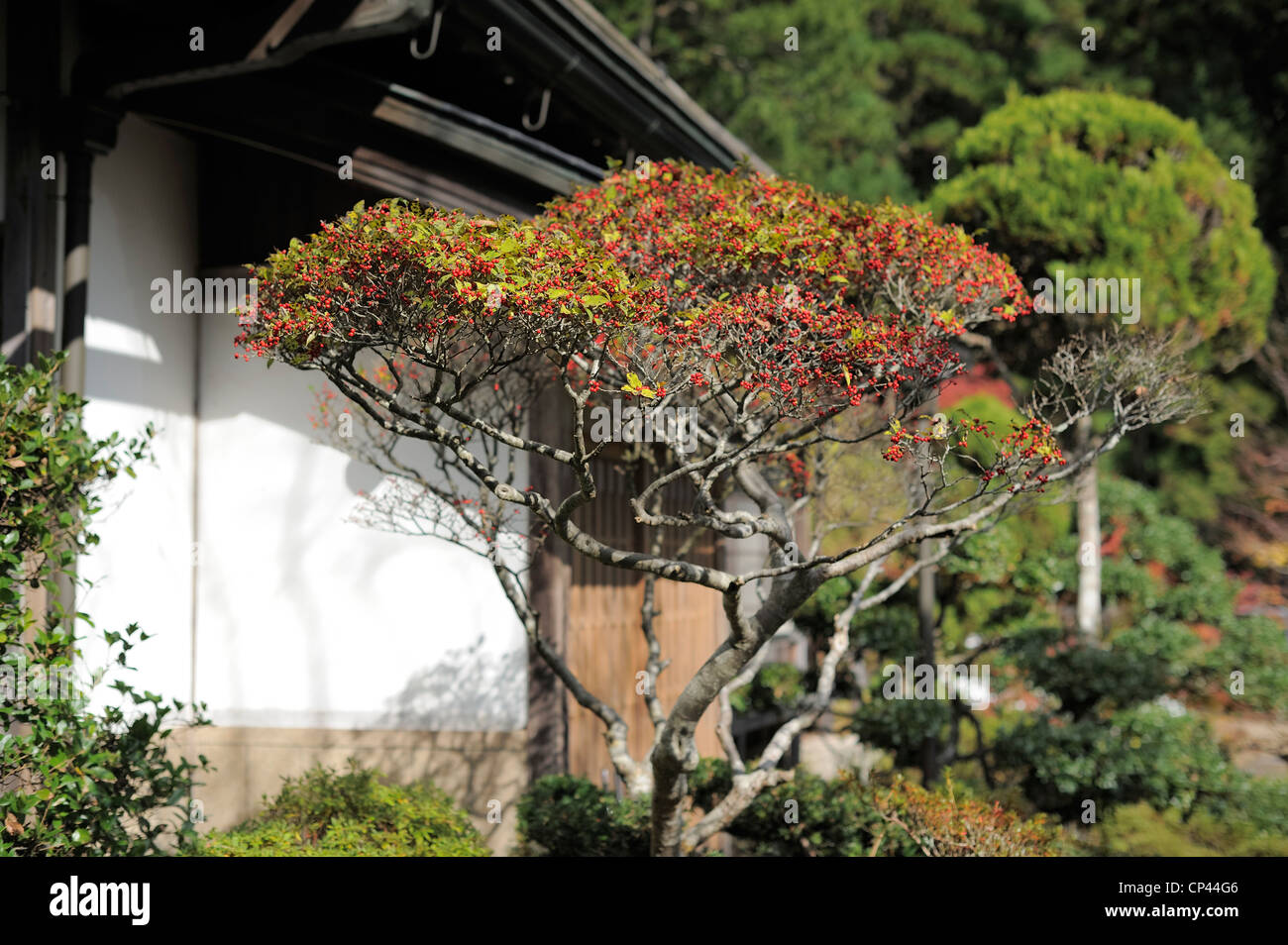 Japanese bush with red berries in autumn, Japan Stock Photo - Alamy