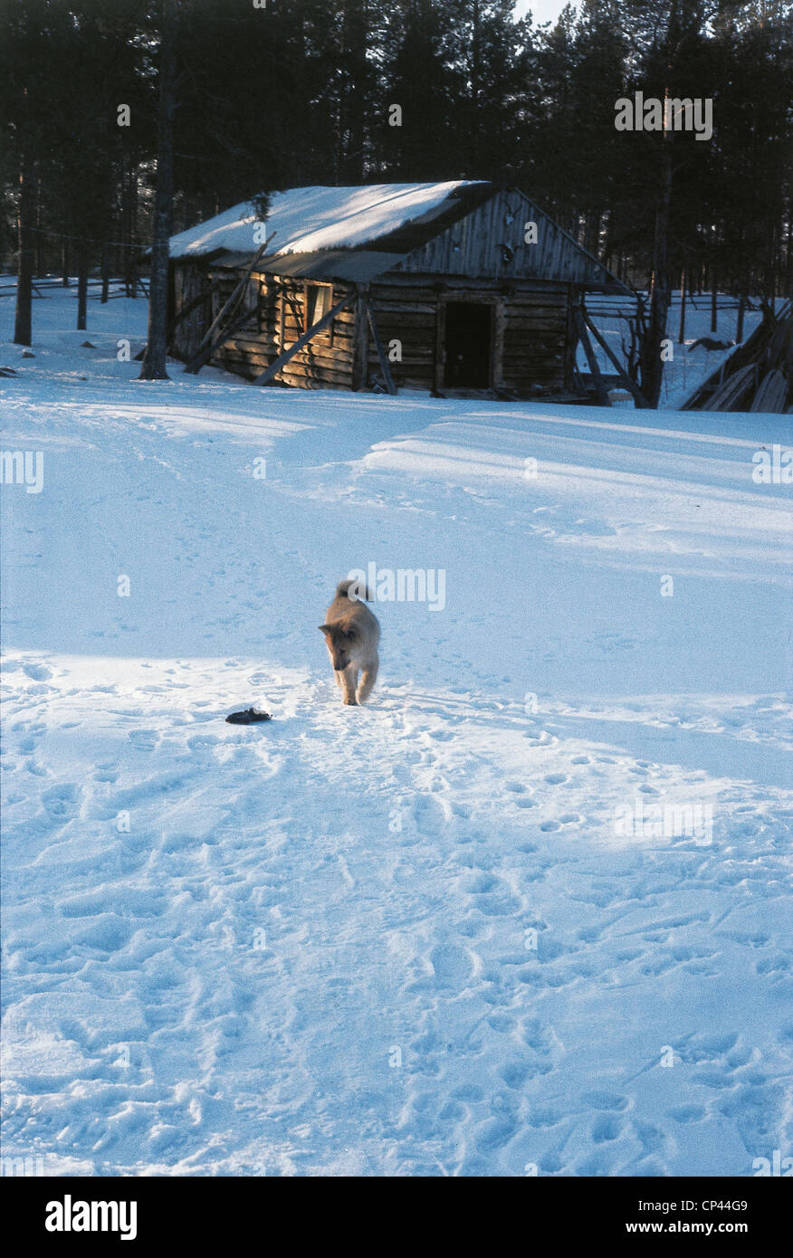 Finland, Lapland, the region of Lake Inari: snow scenes Stock Photo - Alamy