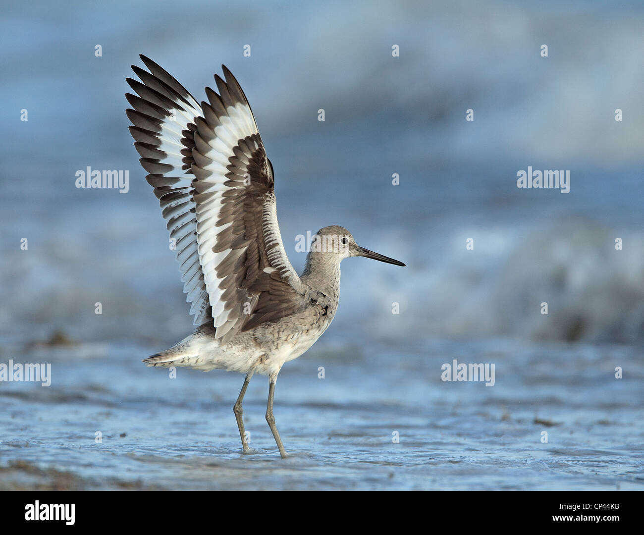 Wing stretch hi-res stock photography and images - Alamy