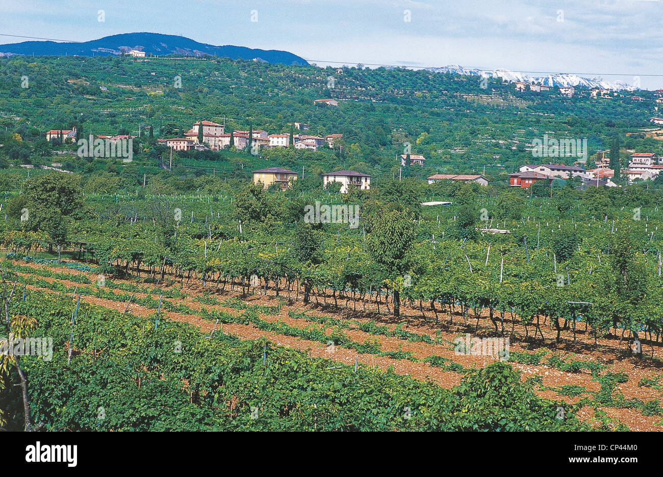 Veneto Area Vineyards Negrar Stock Photo - Alamy