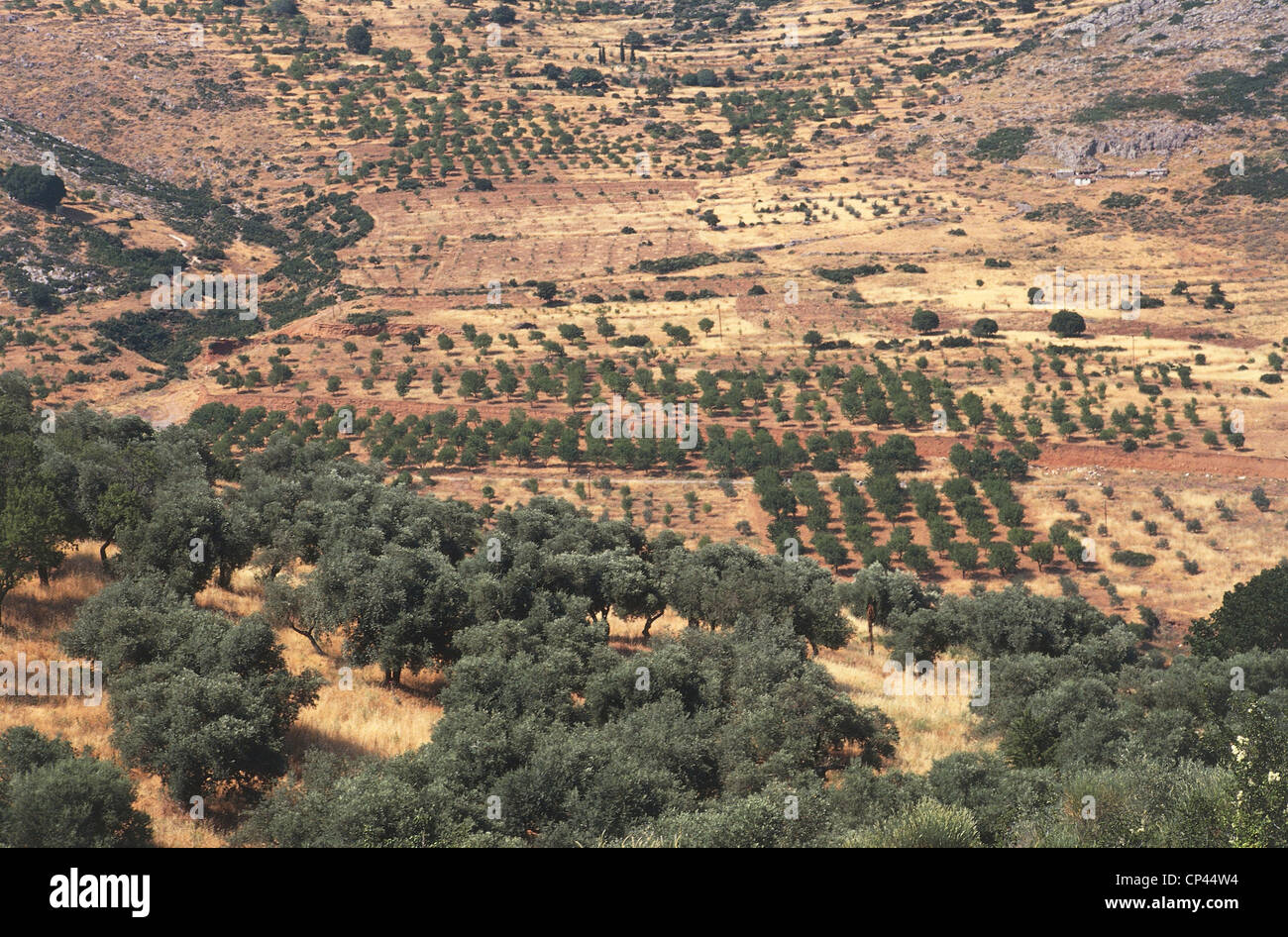 Viotia greece hi-res stock photography and images - Alamy