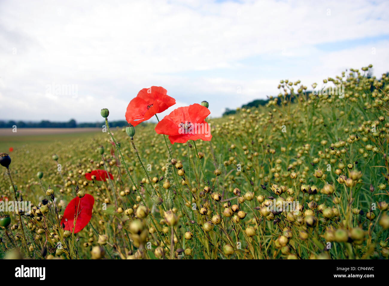Uk poppy fields hi-res stock photography and images - Alamy