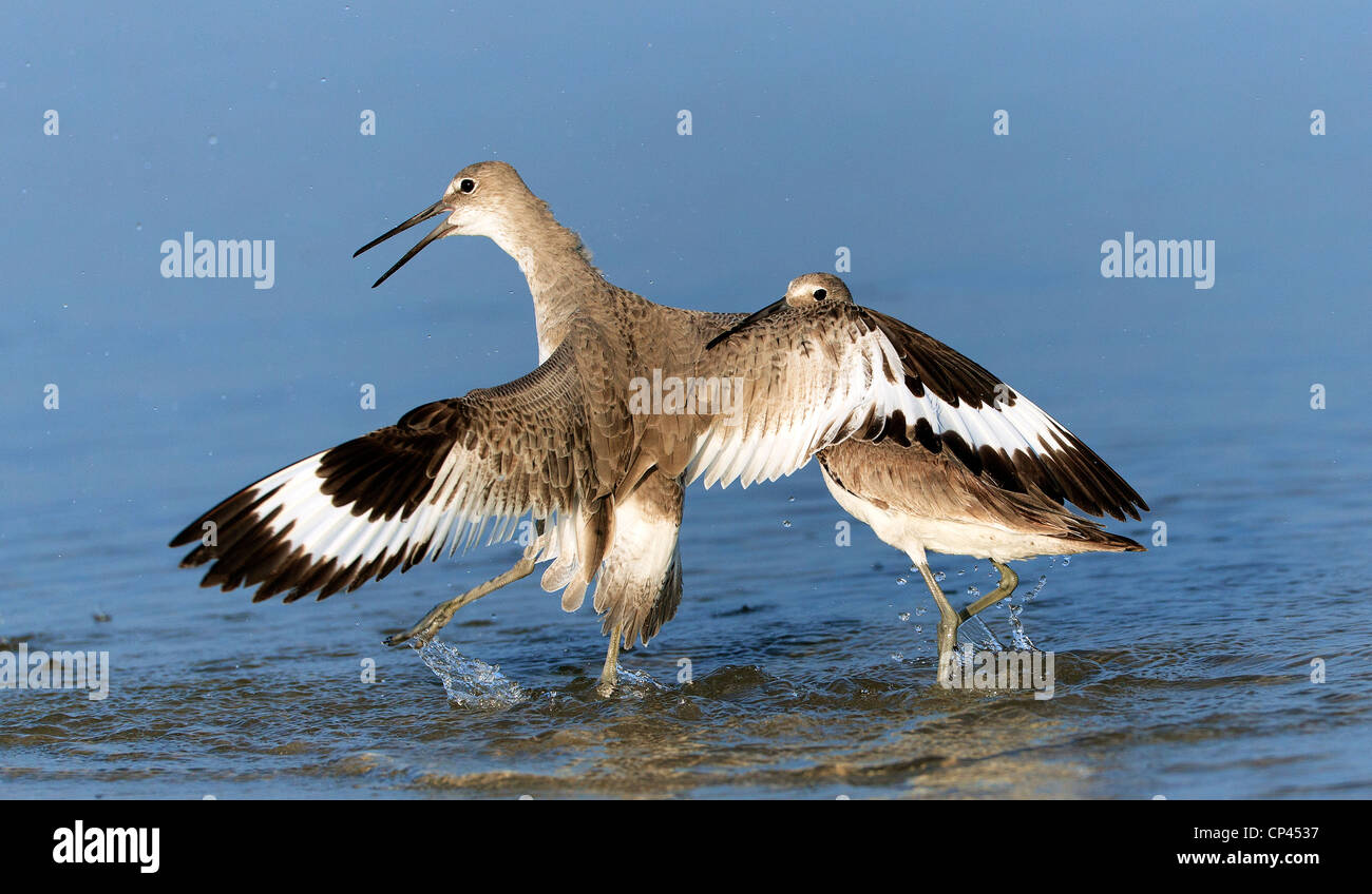 Willets hi-res stock photography and images - Alamy