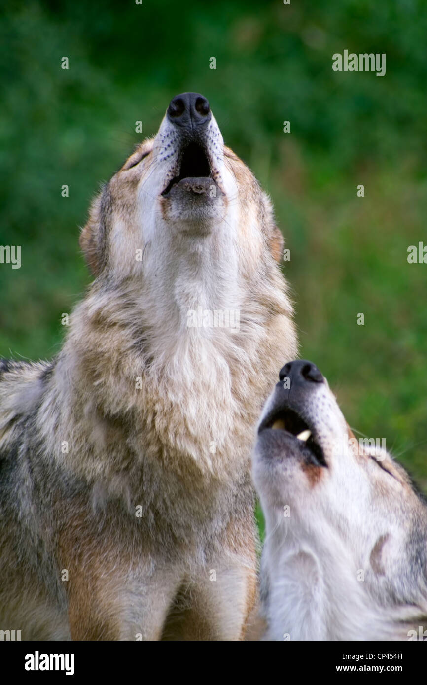 Two wolfs (Canis lupus) howl Stock Photo - Alamy