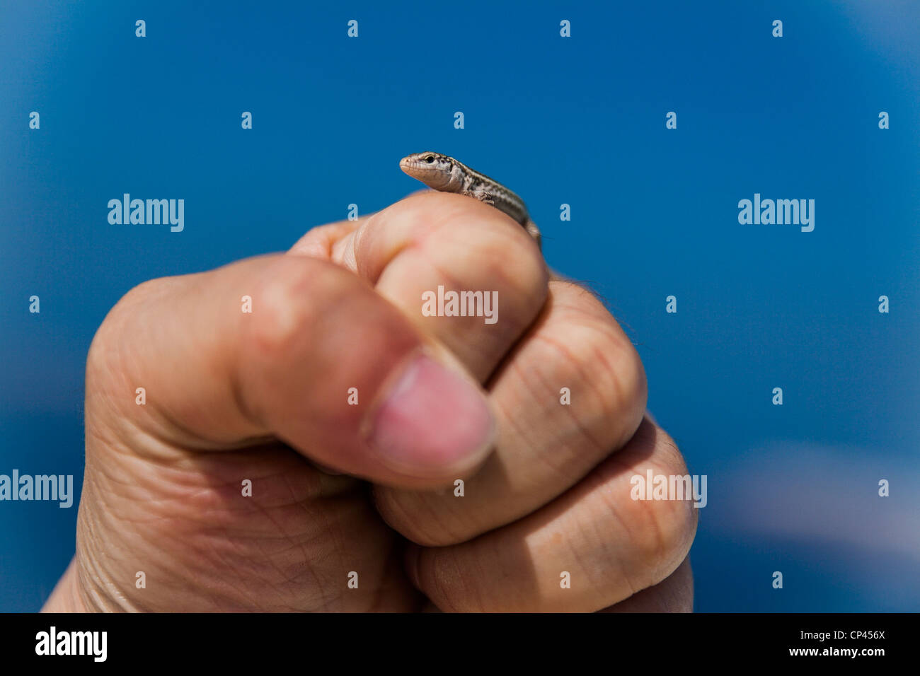 Santorini lizard hi-res stock photography and images - Alamy