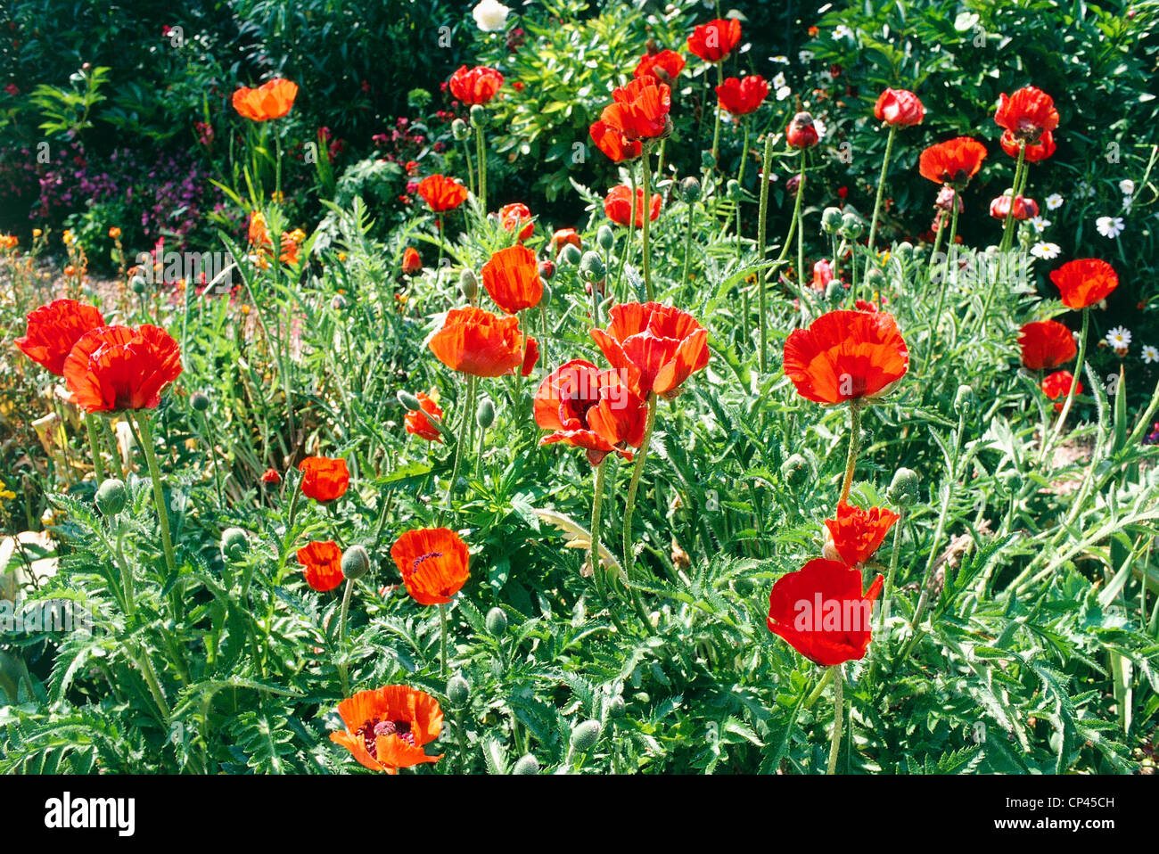Botany - Papaveraceae - Poppy (Papaver rhoeas). France, Upper Normandy ...