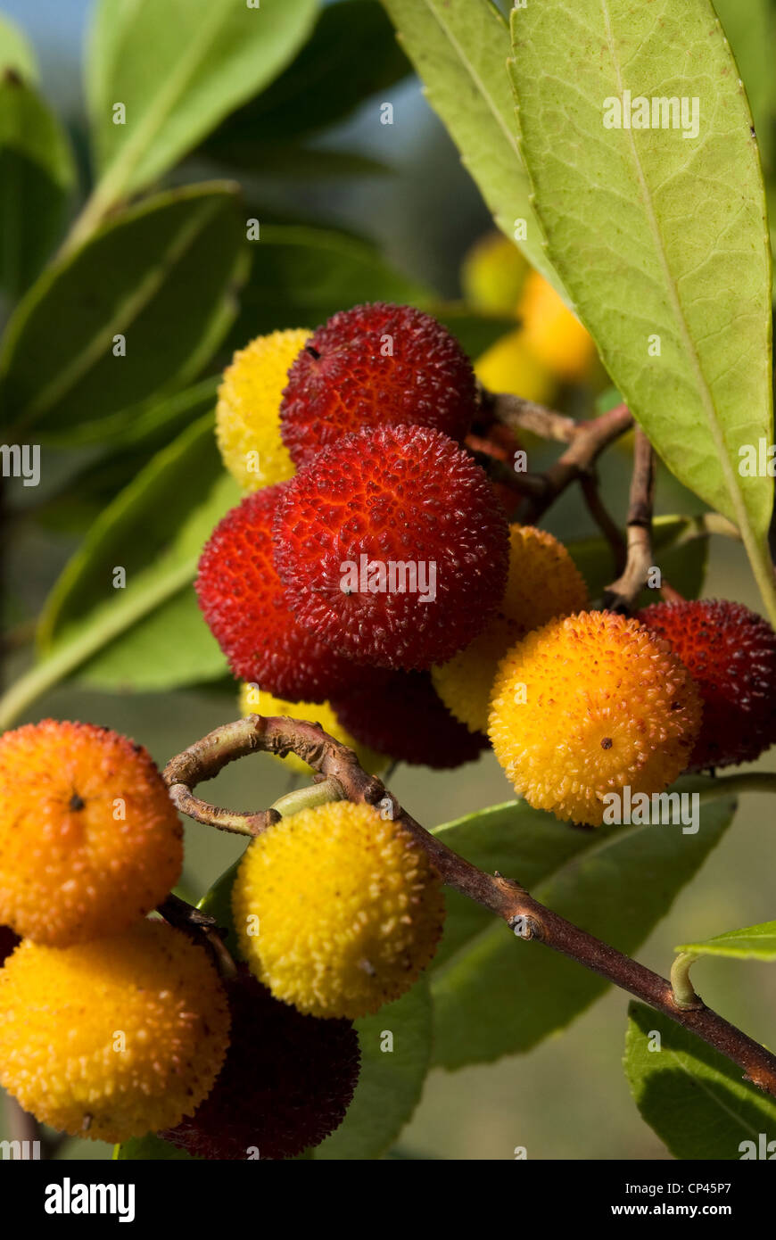 Strawberry Tree Stock Photos & Strawberry Tree Stock Images - Alamy
