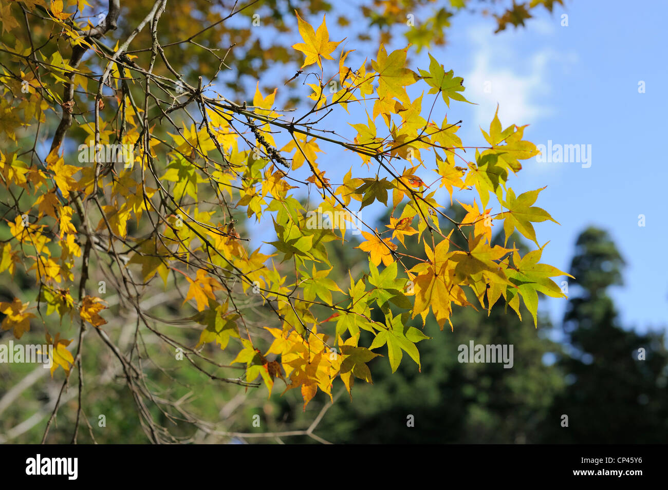 Japanese maple leaves in autumn, Koya-San, Japan Stock Photo - Alamy
