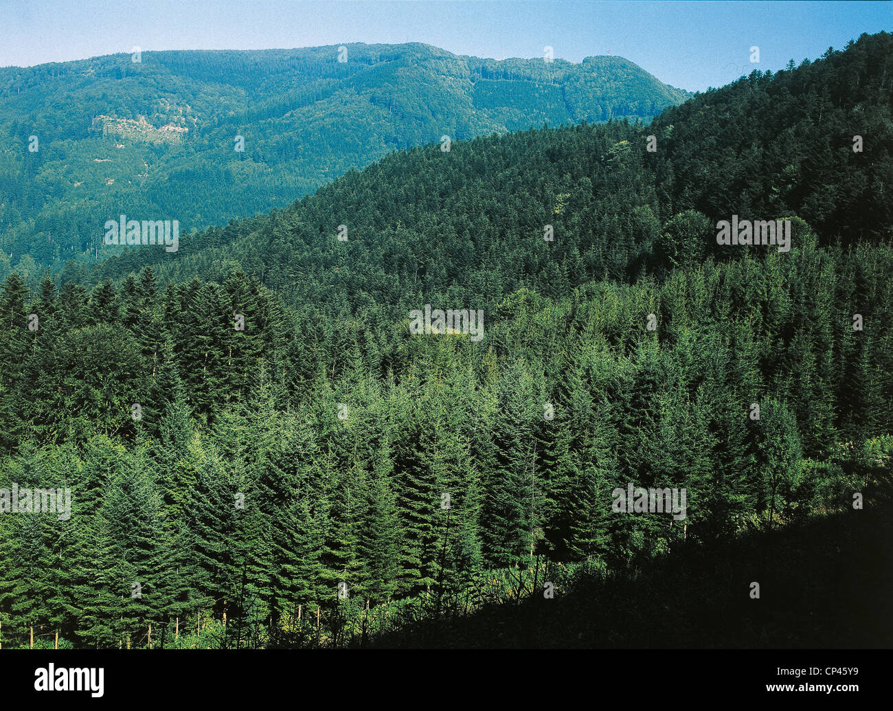 Tuscany Vallombrosa Fir Forest Stock Photo - Alamy