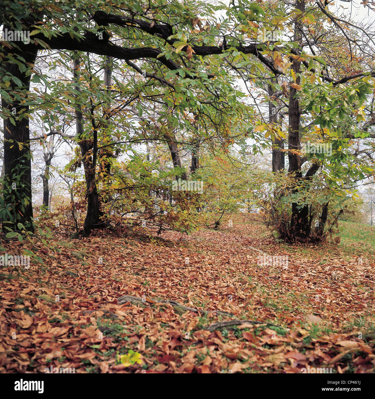 Tuscan Chestnut Mountain Amiata Stock Photo - Alamy