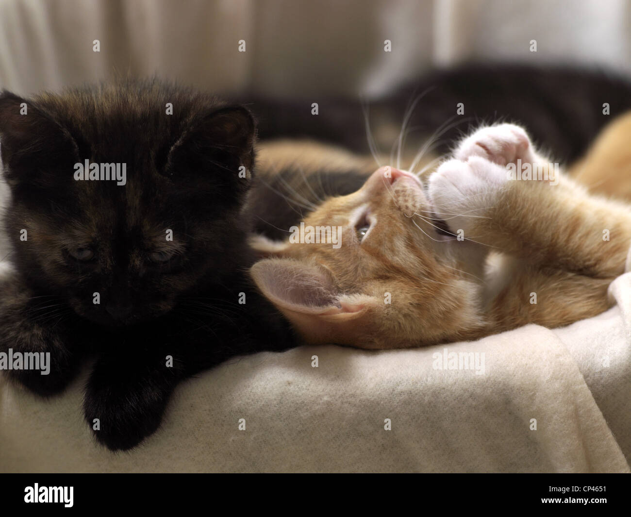 Cats laying together hi-res stock photography and images - Alamy