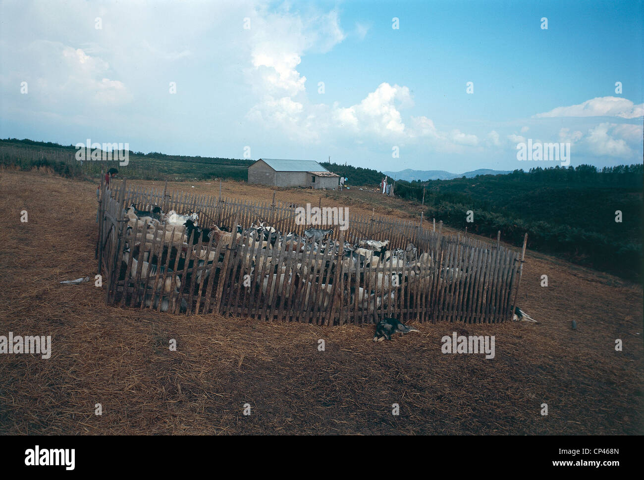 Zootechnics and veterinary hi-res stock photography and images - Alamy