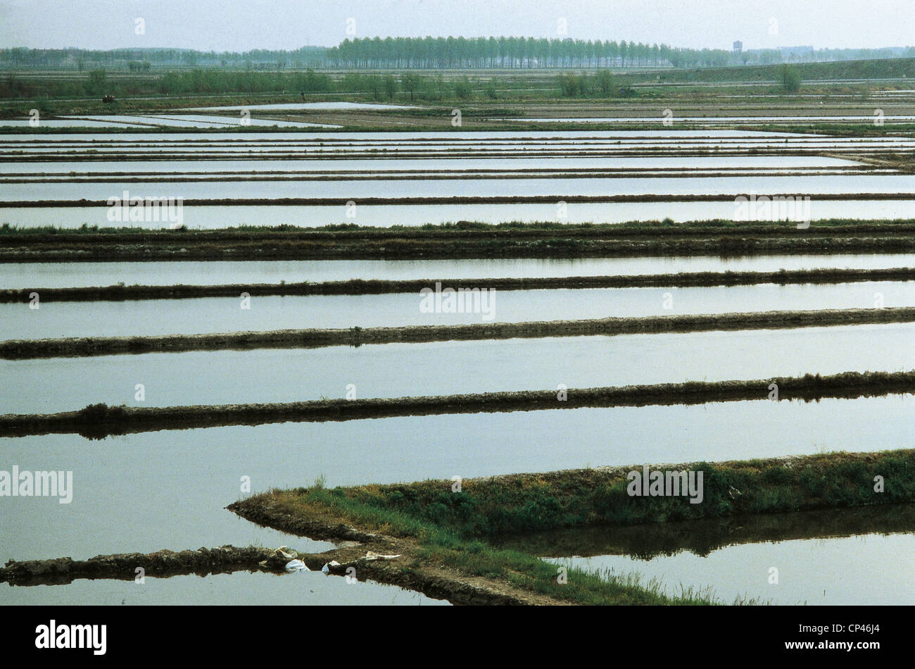 Piedmont Vercelli Rice Fields Stock Photo - Alamy